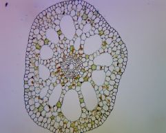 Prepared Slides, Elodea, t.s. aquatic plant - Haines Educational