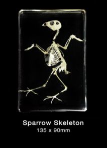 Sparrow Skeleton - Haines Educational