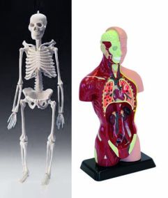 Skeleton & torso pack - mini - Haines Educational