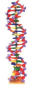 Models, Molymod, DNA model kit, 22 layer, advanced - Haines Educational