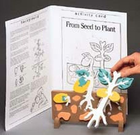 Book Plus Models - Seed To Plant Lifecycle - Haines Educational